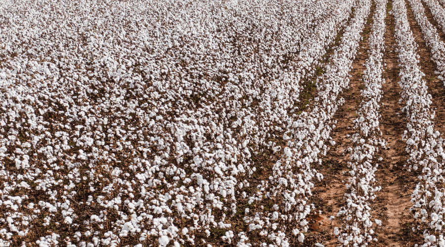 Cotton Basics: History, Uses, Varieties, and Market Impact | Titan FX ...